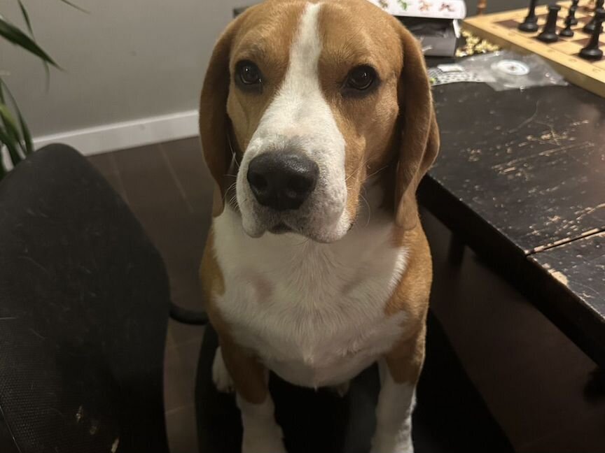 Бигль в добрые руки