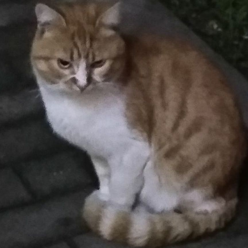 Котик.И история, С новым годом