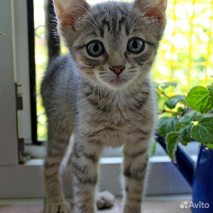 Котенок Василий ищет дом