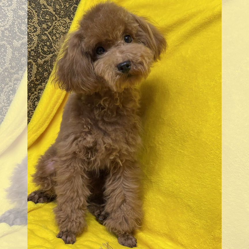 Кавапу, щенок