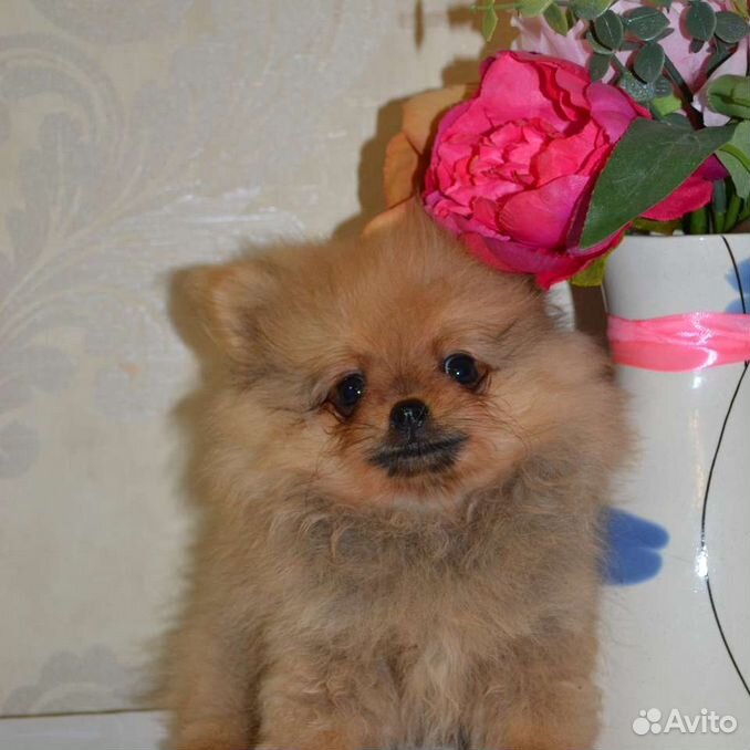 Мальчик mini мини шпиц