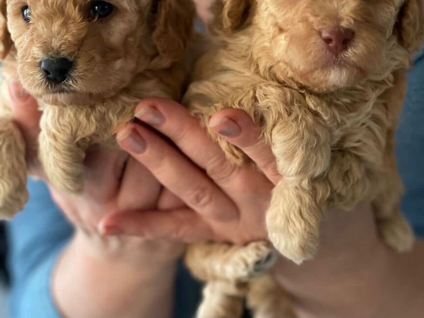 Щенки той пуделя