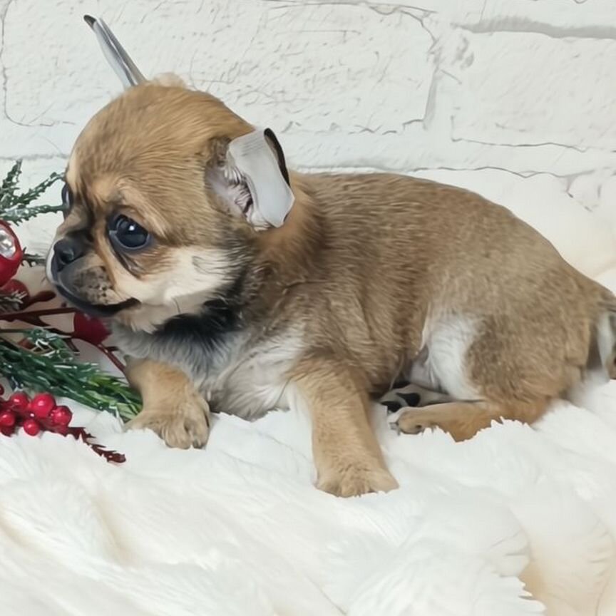 Чихуахуа, щенок