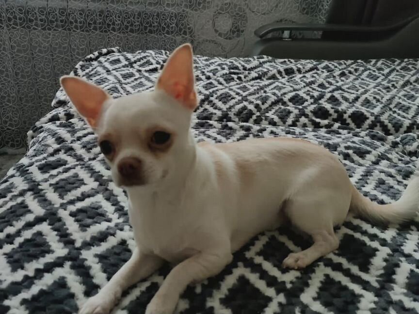 Вязка кобель чихуахуа