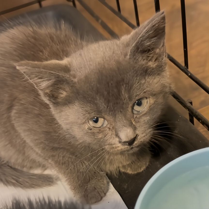 Котёнок в добрые руки