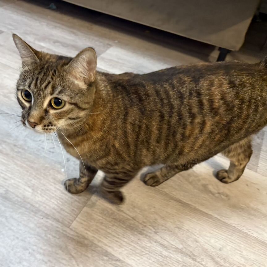 Взрослая кошка в добрые руки