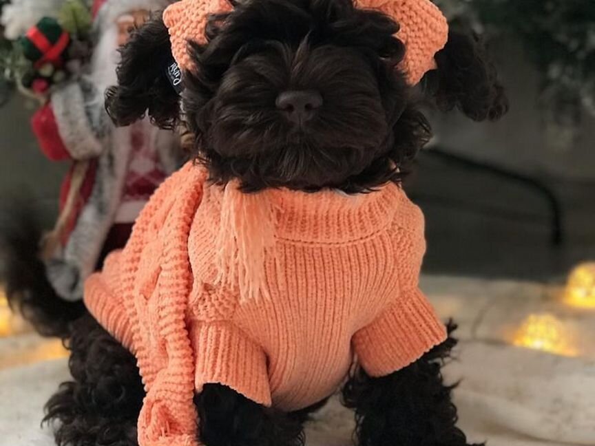 Кокапу шоколадный мальчик