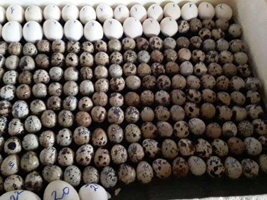 Перепелята