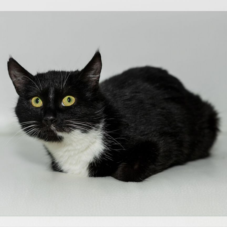 Оливия ищет дом