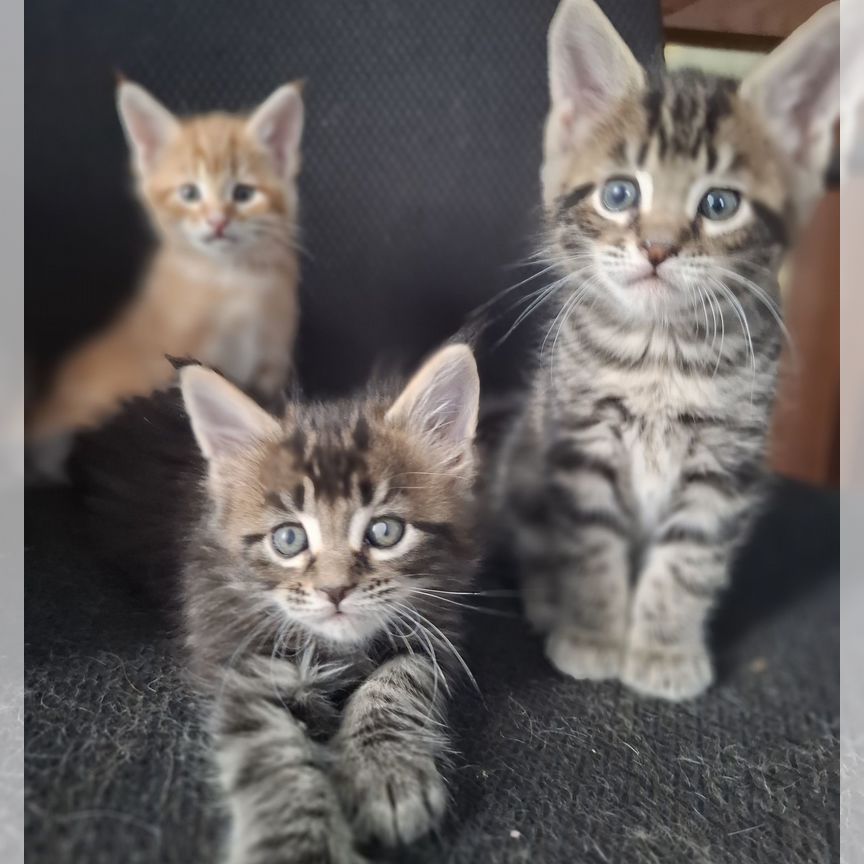 Мейн-кун котёнок