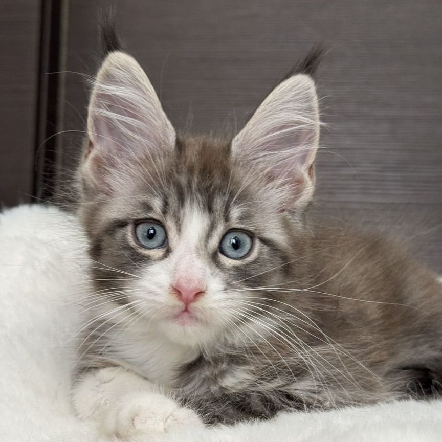 Мейн-кун девочка с доминантными голубыми глазами