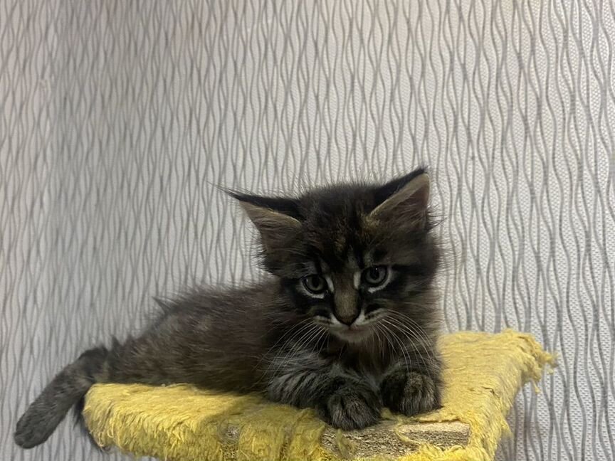 Котята мейн-кун