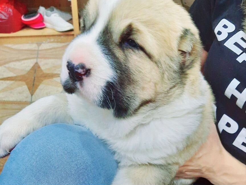 Щенки алабая, сао