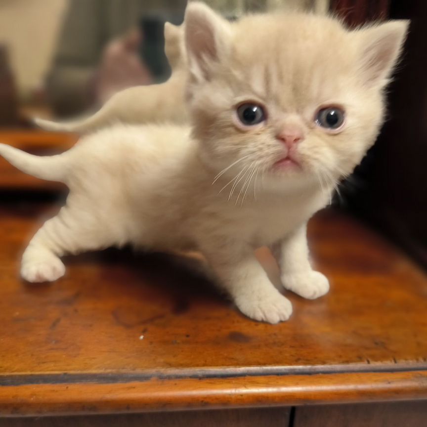 Котики -для любителей класики