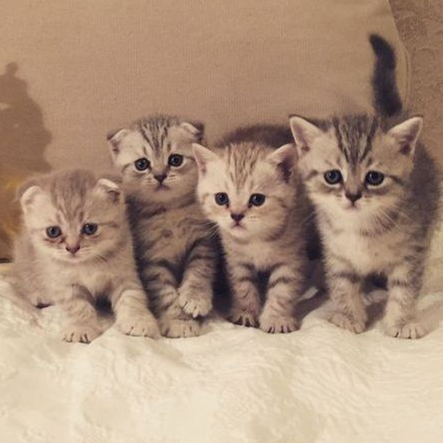 Шотландский прямоухий короткошёрстный котёнок