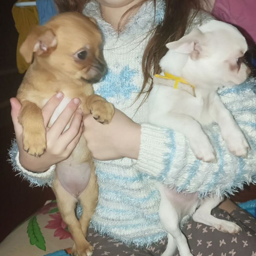 Чихуахуа, щенок