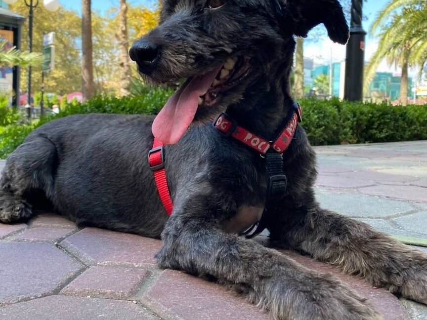 Маленькая квартирная собачка в добрые руки