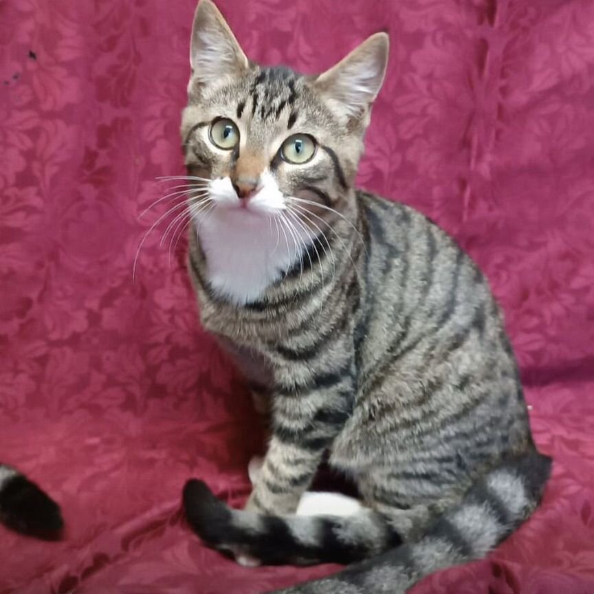 Взрослый кот в добрые руки