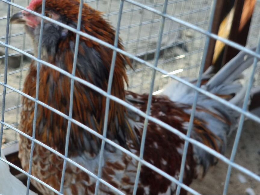 Продаются петухи амераукана