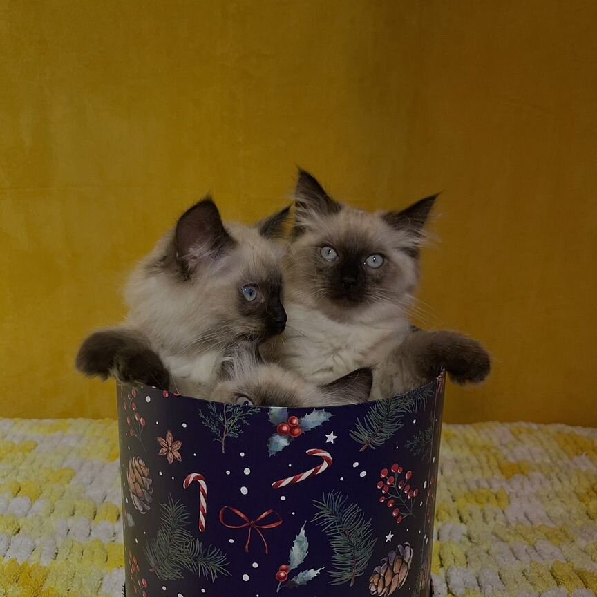 Невская маскарадная