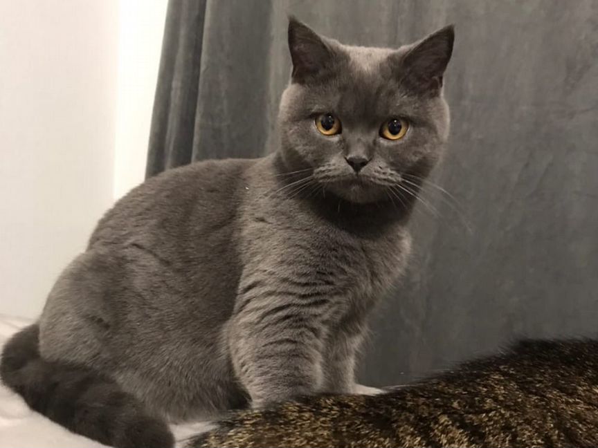 Британская кошка