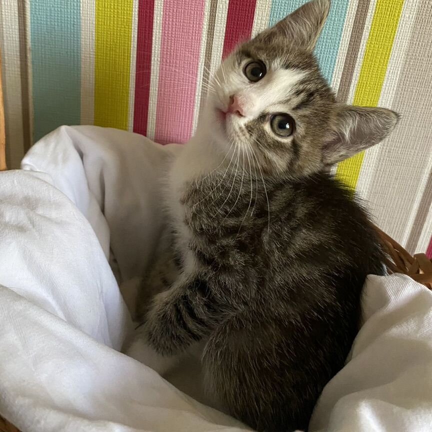 Отдаю котёнка в добрые ручки, 1 игривый мальчик