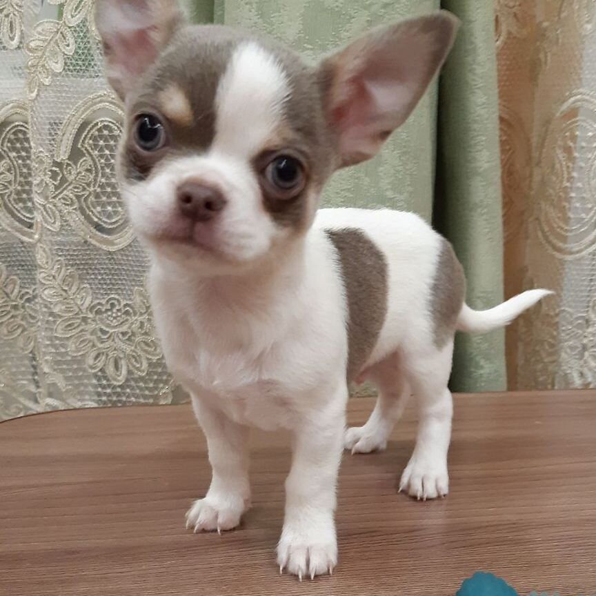 Чихуахуа, щенок