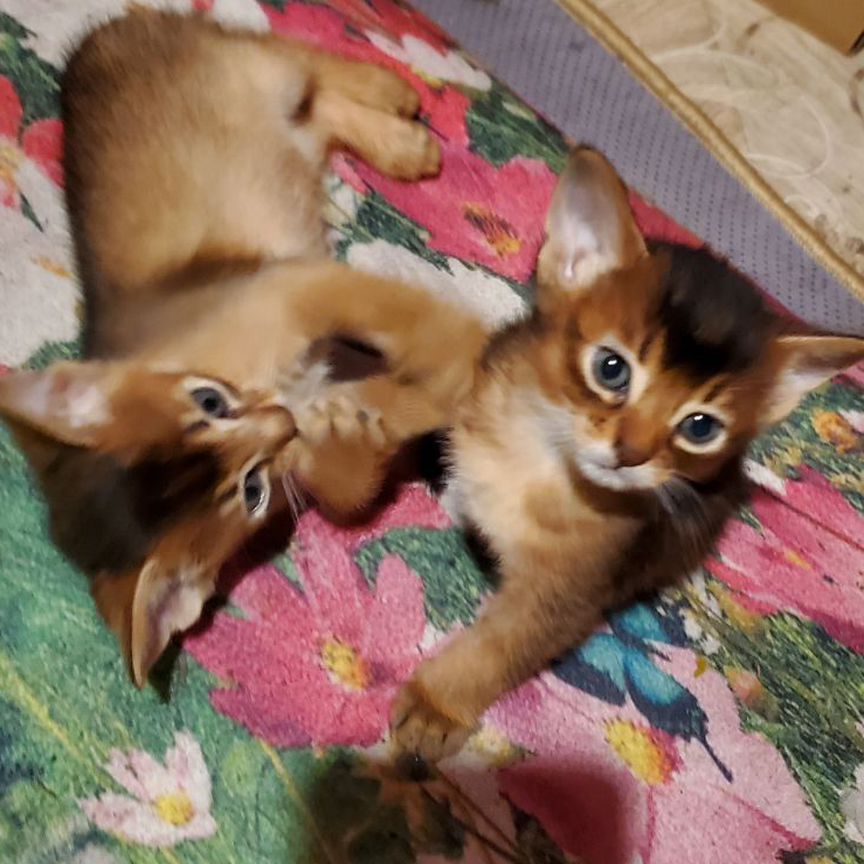 Абиссинский котёнок