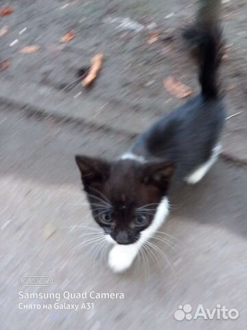 Кошки в добрые руки бесплатно