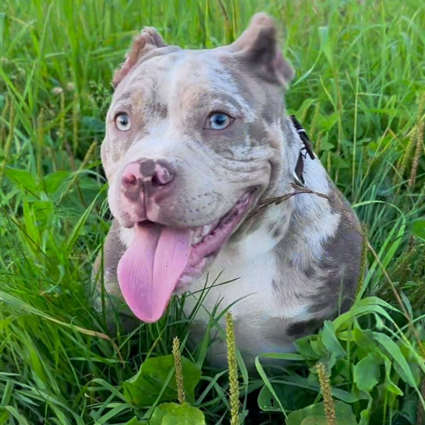 Американский булли