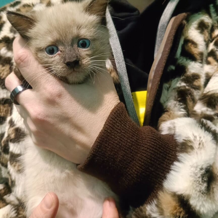 Тайский котёнок