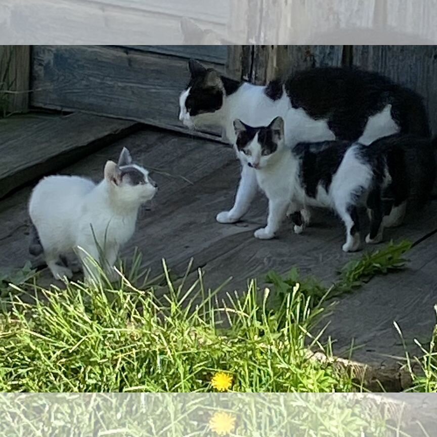 Котята в добрые руки
