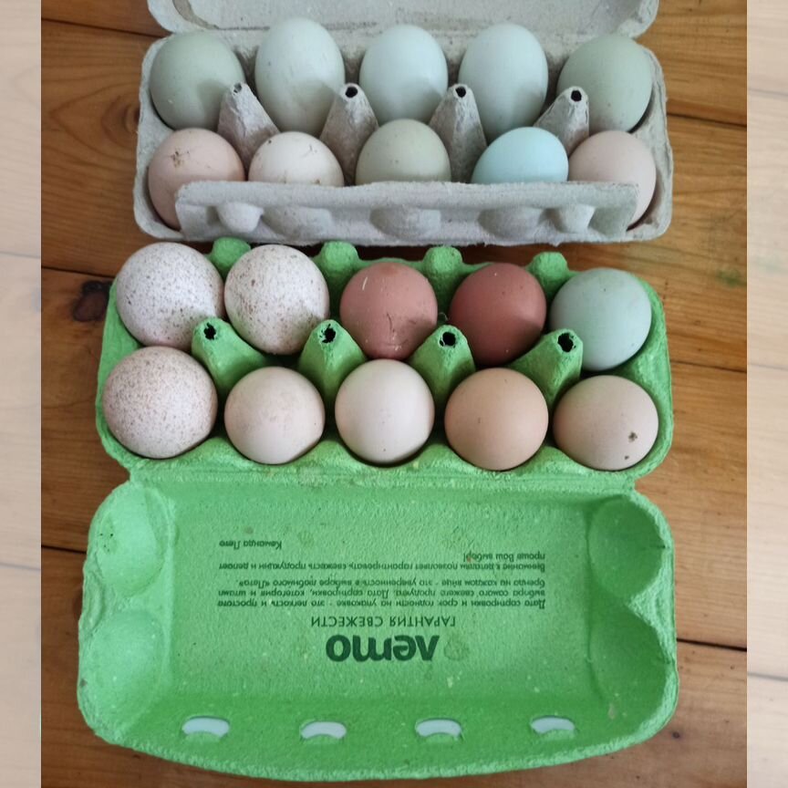 Инкубационное яйцо кур несушек