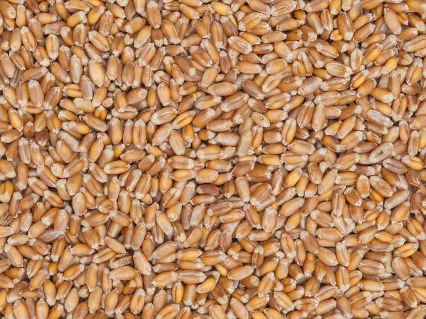 Пшеница фуражная