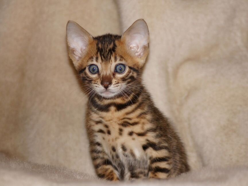 Бенгальские котята