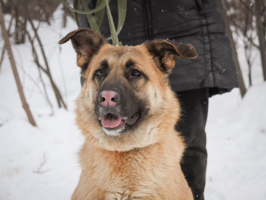 Жулька В поисках дома