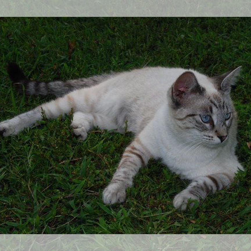 Сиамский, взрослый кот