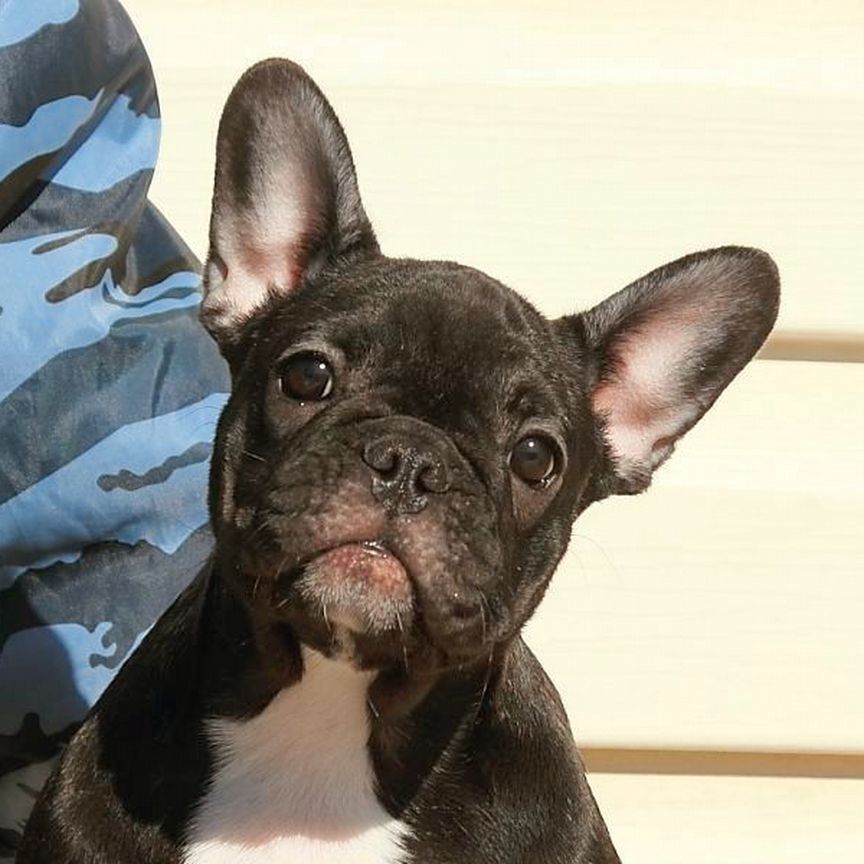 Французский бульдог щенки