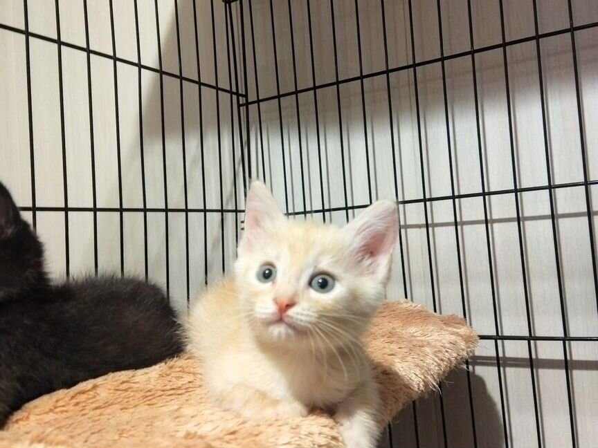 Маленький персик (из приюта)