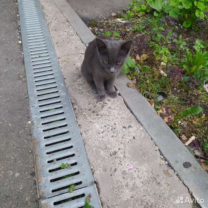 Очень нуждается в доме котенок