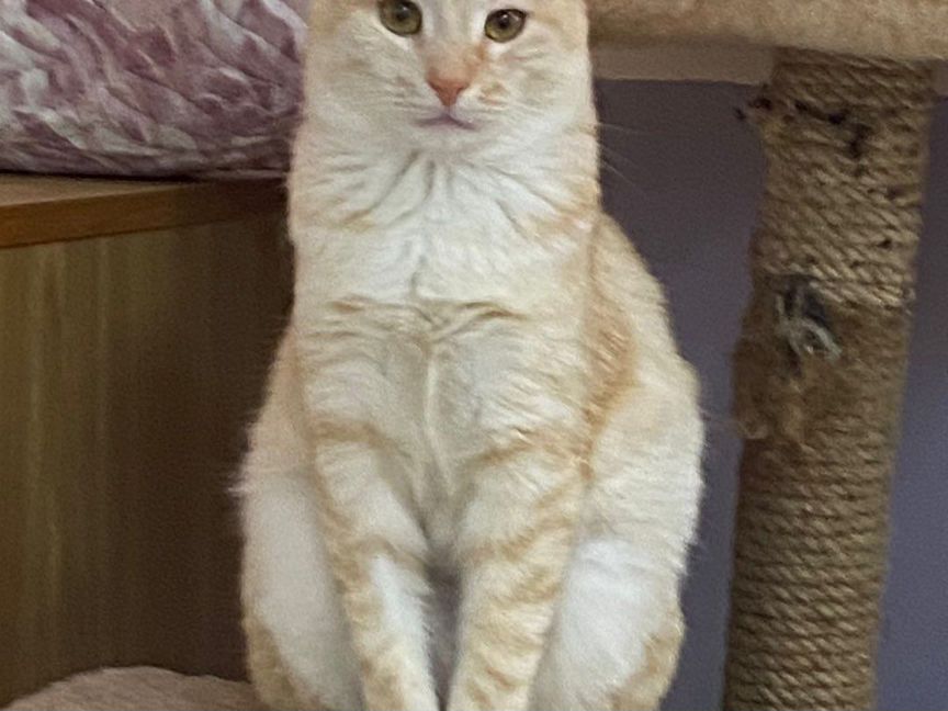 Кошка в дар