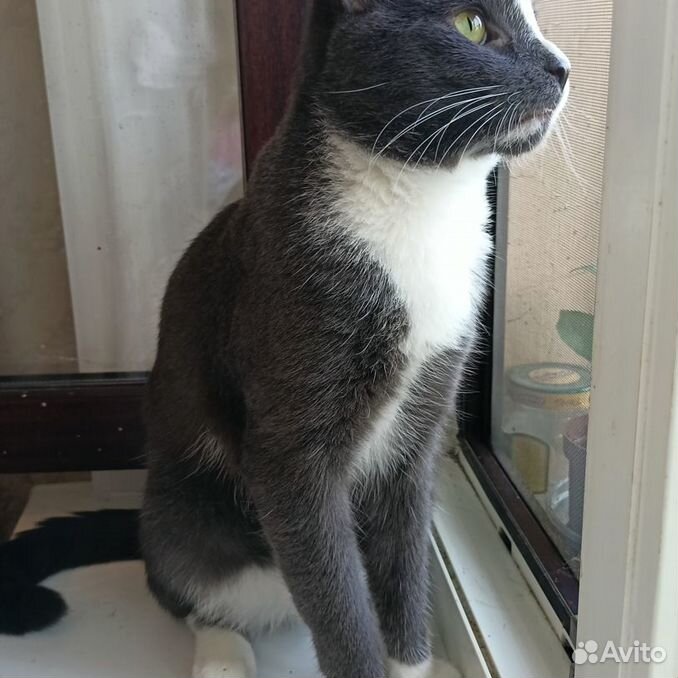 Котик Гоша ждёт своего друга