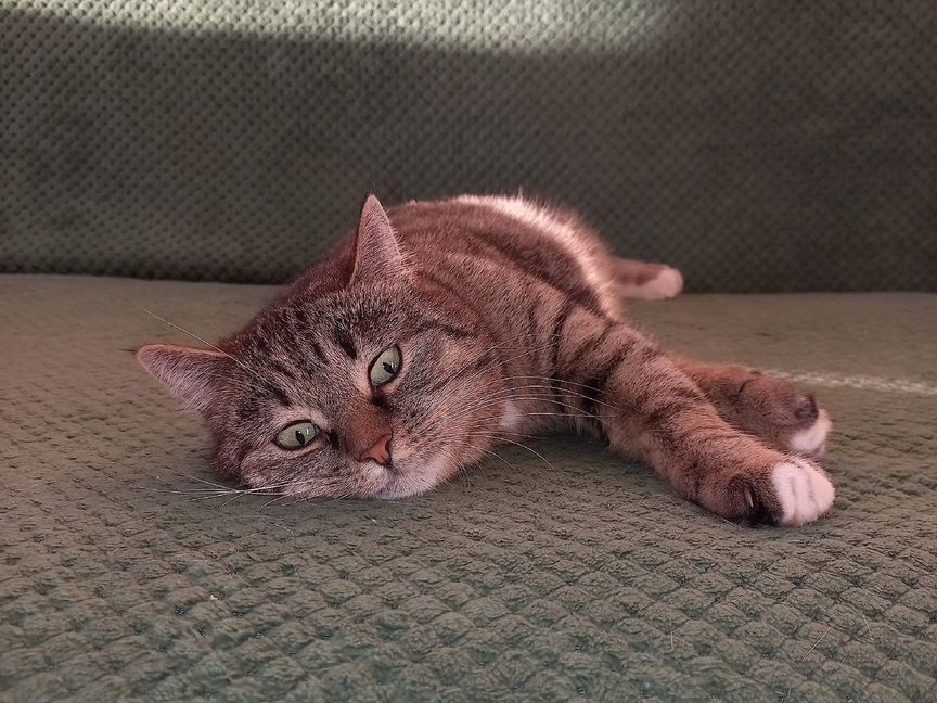 Нужен дом для Булочки