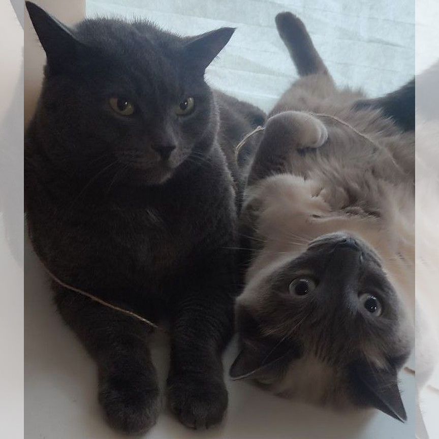 Коты в добрые руки бесплатно