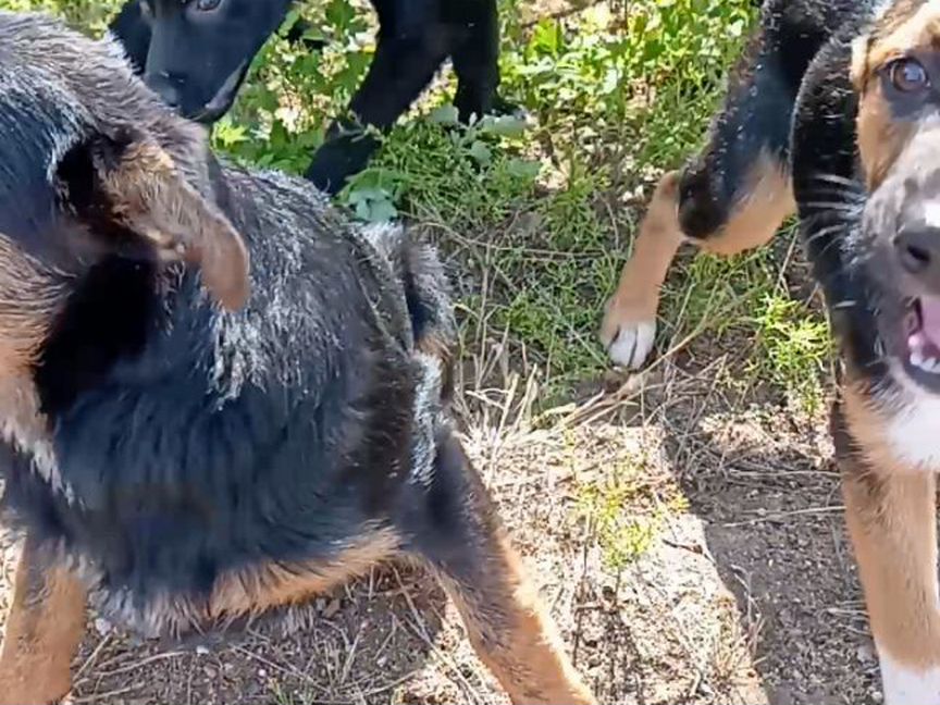 Выбросили щенков