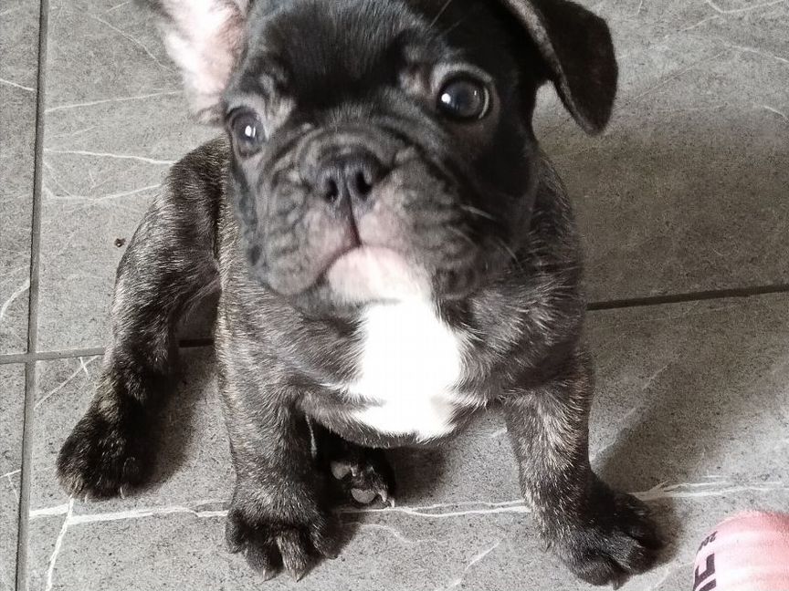 Французский бульдог