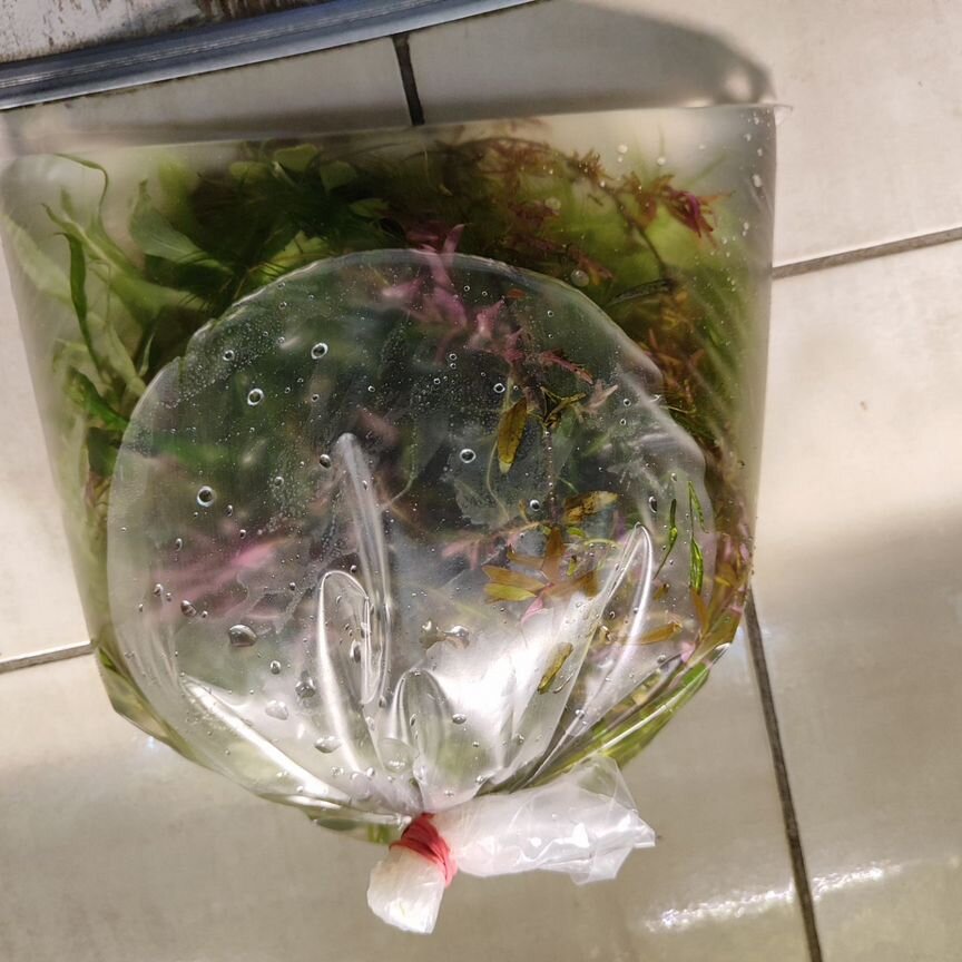 Набор из разных видов растений