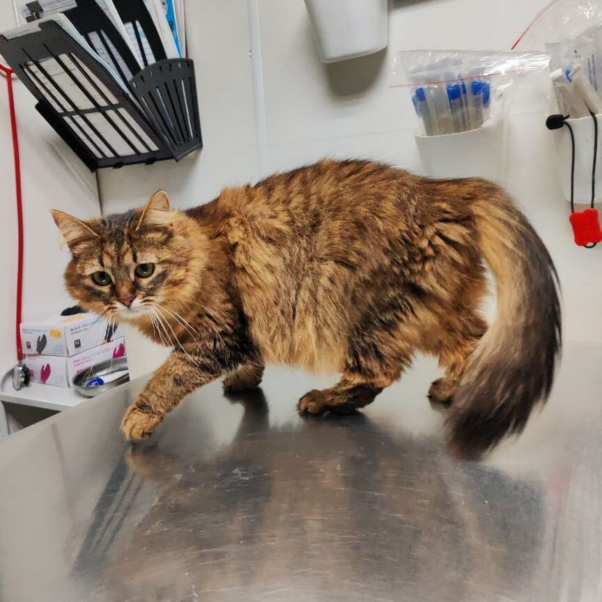 Кошка в добрые руки бесплатно