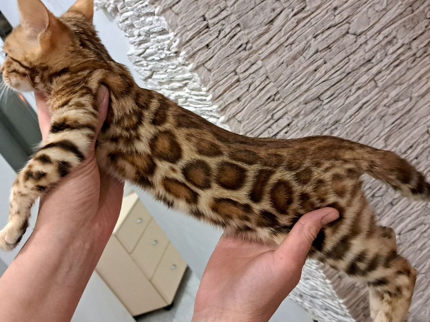 Бенгальские котята разных окрасов