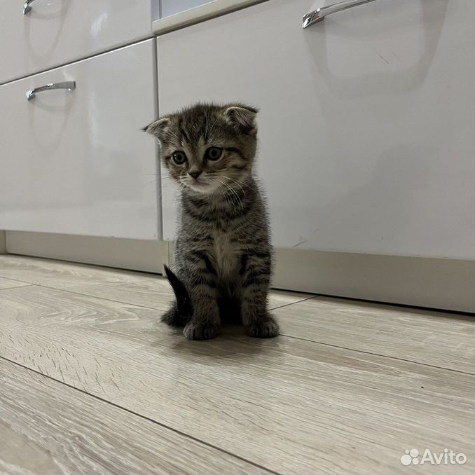 Отдам котенка в добрые руки (британец)